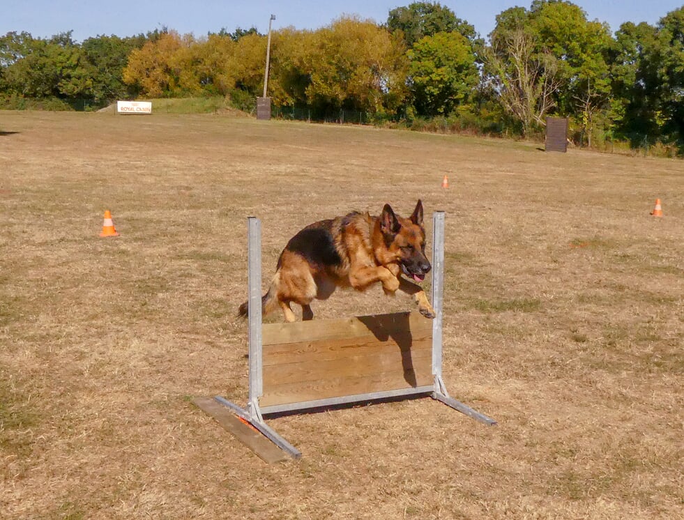 Obéissance – Club canin de Fortunette la Renaudière