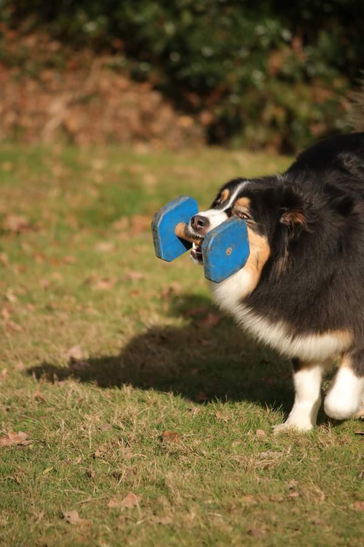 Obéissance – Club canin de Fortunette la Renaudière