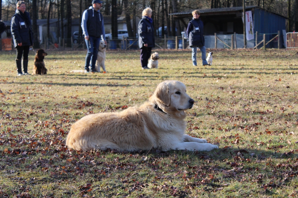 Préparation au CSAU – Club canin de Fortunette la Renaudière