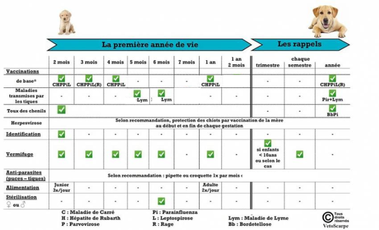 Ecole du chiot – Club canin de Fortunette la Renaudière